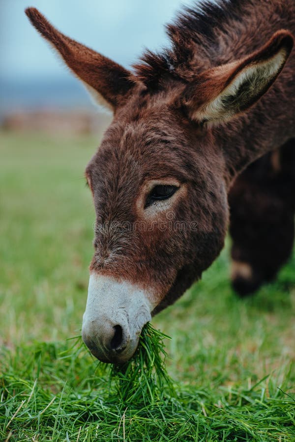 Two donkeys portrait stock photo. Image of farmland - 322604420
