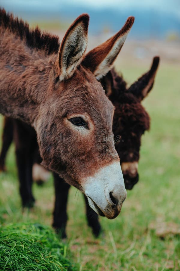 Two donkeys portrait stock image. Image of grass, asia - 322604421