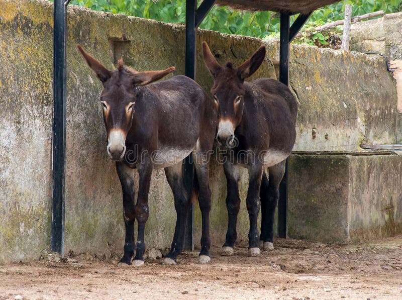 Two donkeys. stock image. Image of farm, domestic, outside - 50902863
