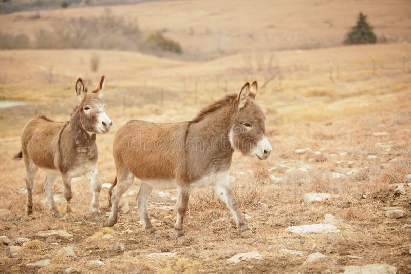 Chases Jenny stock photo. Image of miniature, domesticated - 64362128