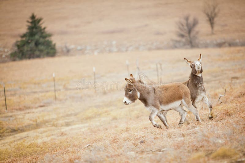 Two donkeys on the run stock photo. Image of jackasses - 65029636
