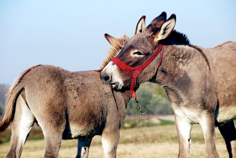 Two Donkeys in Love in Aruba Stock Photo - Image of animals, american ...