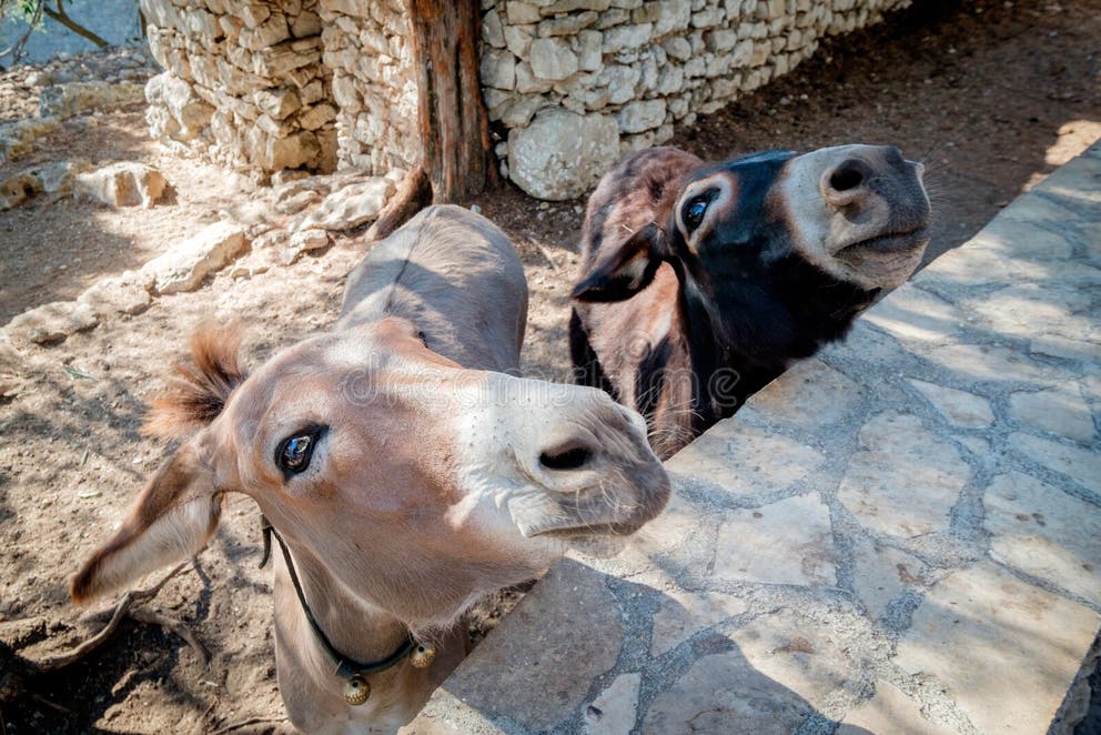 Two donkeys stock photo. Image of funny, head, donkeys - 98849948
