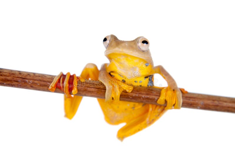 Two-dotted Flying Tree Frog, Rhacophorus Rhodopus, on White Stock Image ...
