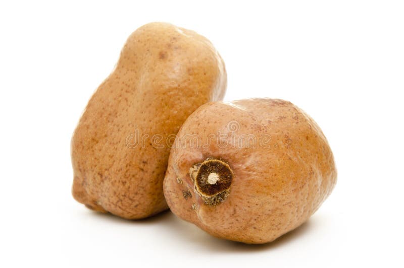 Two Doum Fruits stock image. Image of akaat, closeup - 18135671