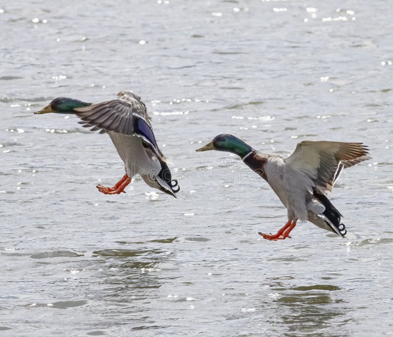 Wild duck landing stock image. Image of natural, feather - 254153339