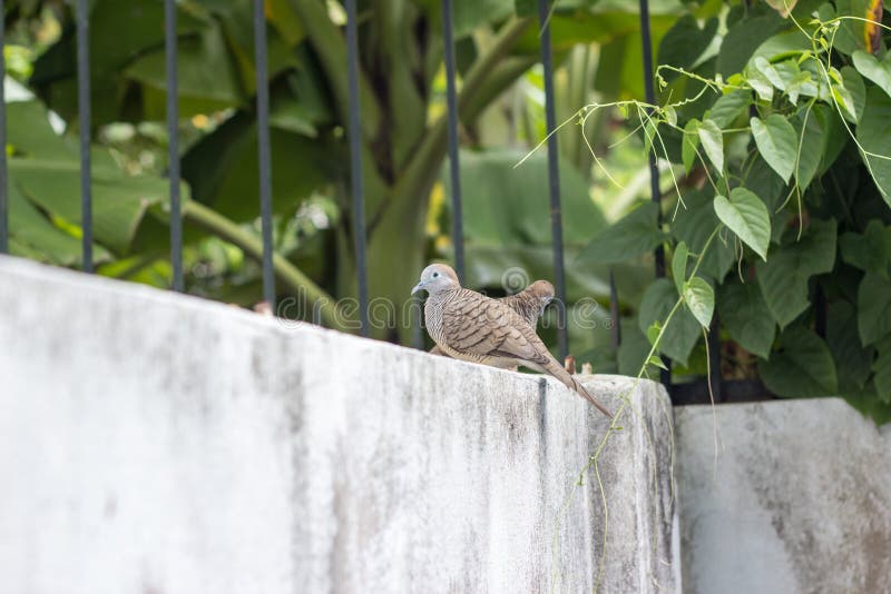 Two dove stand on fence stock image. Image of beautiful - 59934361