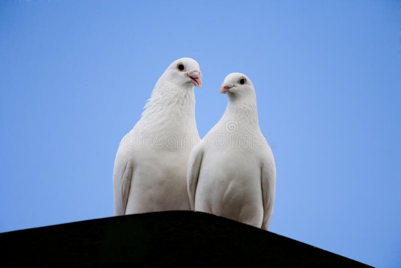 Two Dove Lovers in Evening Sunlight Stock Photo - Image of love ...