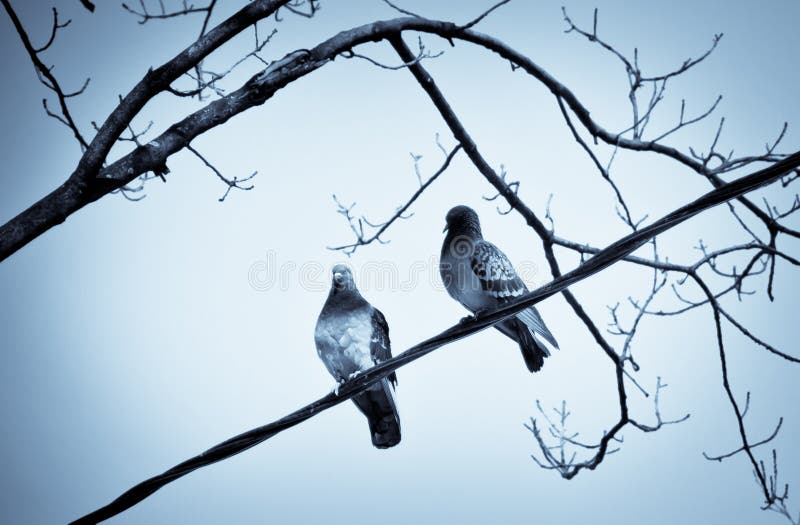Two doves stock photo. Image of nature, flight, birds - 24200514