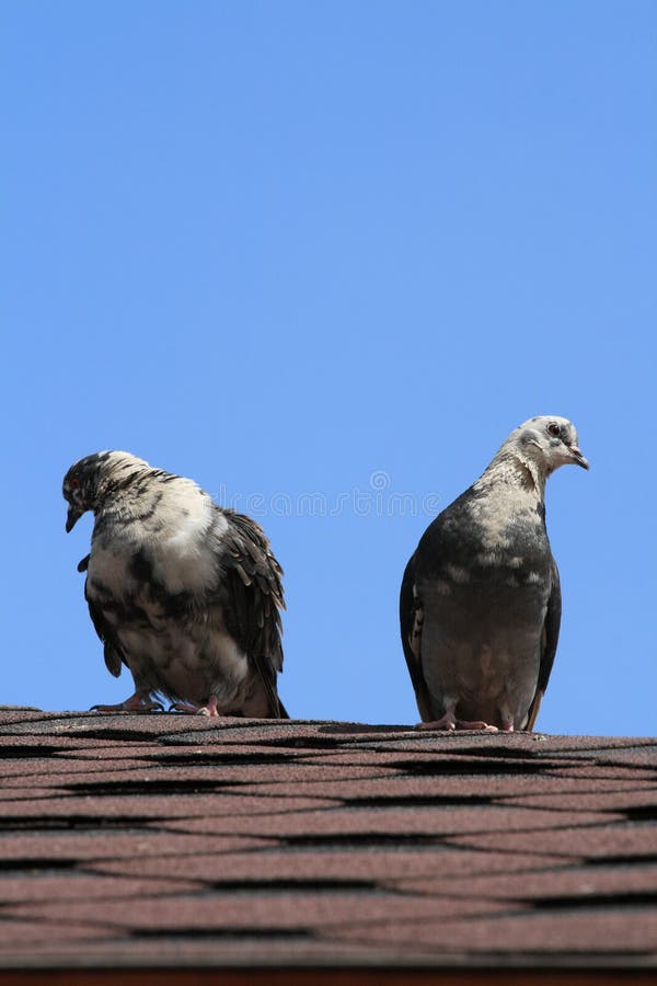 Two doves stock image. Image of feather, separation, close - 24385267