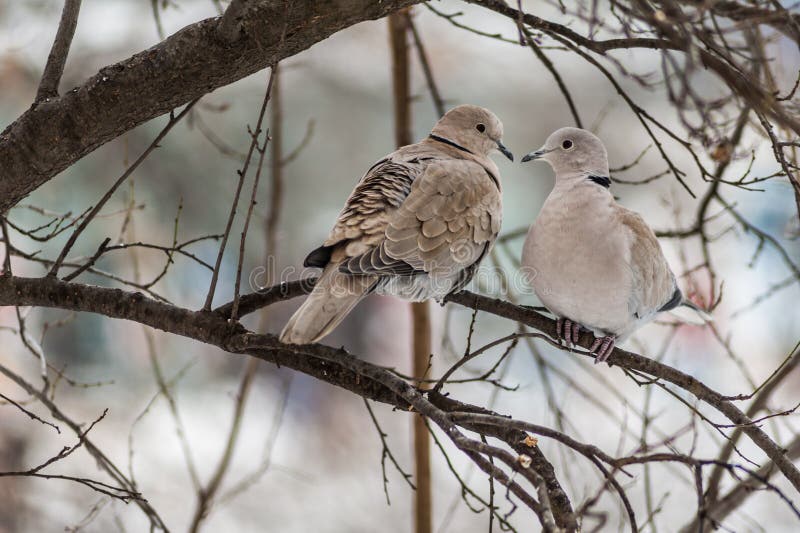 Two doves stock photo. Image of holiday, spiritual, allegory - 37551620