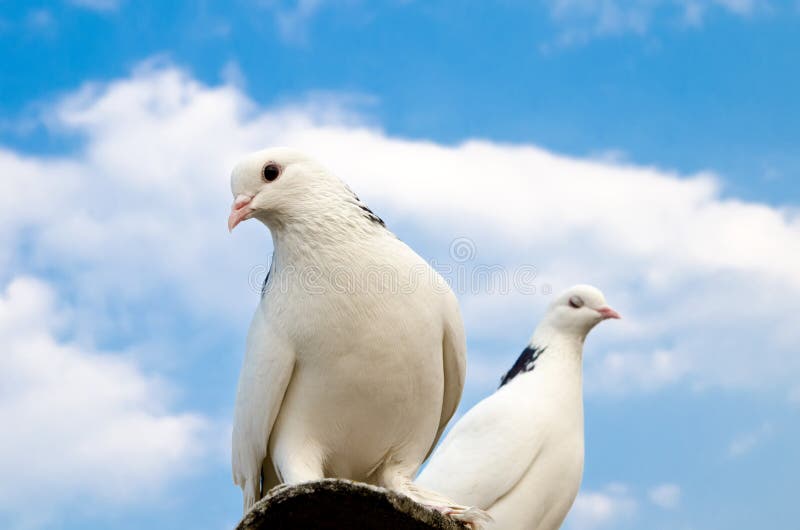 Two doves stock photo. Image of peace, nature, couple - 31140412