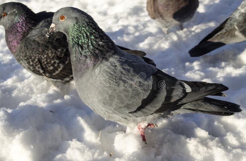 Two doves stock photo. Image of pigeons, wings, beaks - 82993750