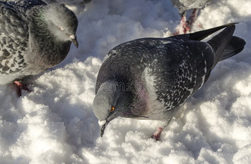 Two Red Doves with Fluffy Tails. Stock Photo - Image of breeding, cute ...