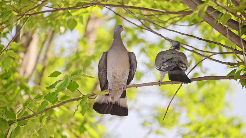 Two Doves Fighting on a Tree Branch in Slow-motion, 4K. Stock Video ...