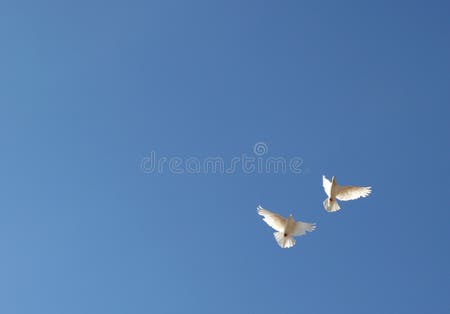 Two doves in flight stock photo. Image of dove, boundless - 1494800