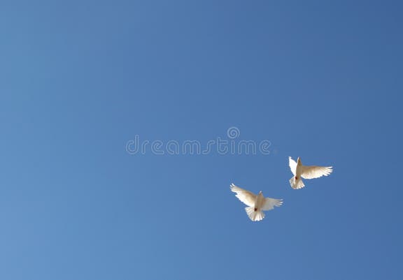 Two doves in flight stock photo. Image of dove, boundless - 1494800