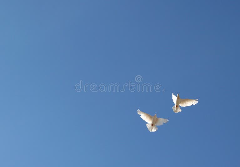 Two doves in flight stock photo. Image of dove, boundless - 1494800