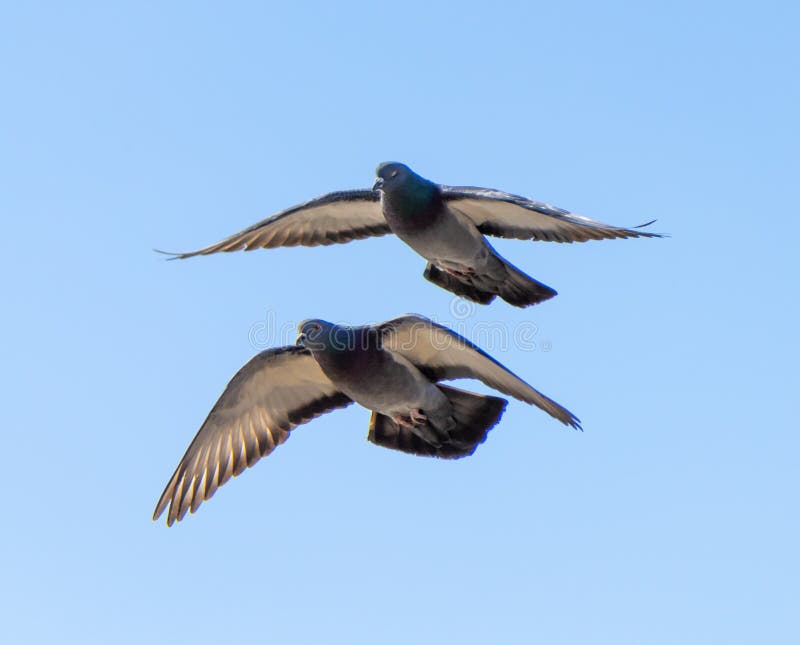 Two Doves in Flight Against a Sky. Stock Image - Image of avian, nature ...