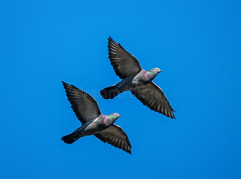 Two Doves Flying High in a Clear Blue Sky, Capturing a Moment of ...