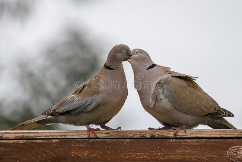 Two Doves Kissing on a Fence Stock Image - Image of beautiful ...