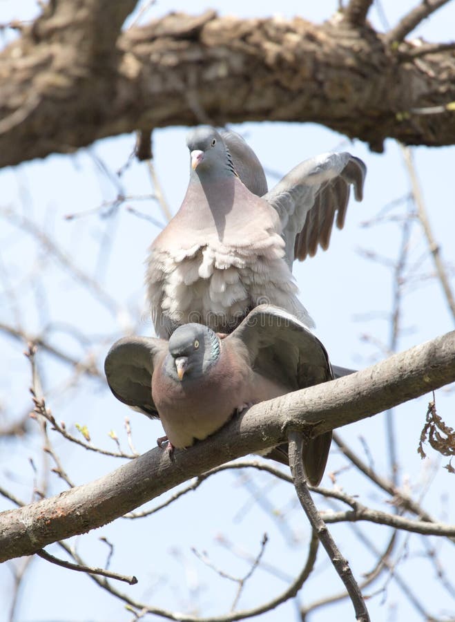 Two Doves in Love on the Tree in Nature Stock Image - Image of breeding ...
