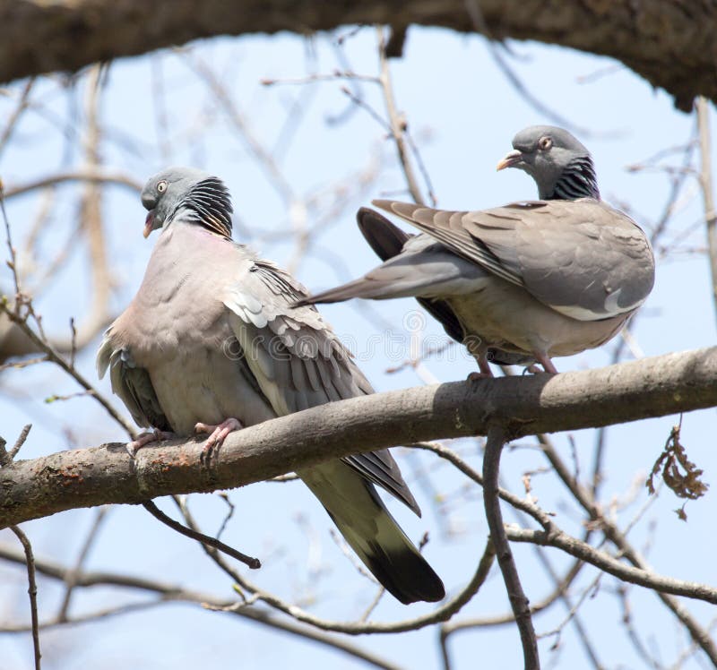 Two Doves in Love on the Tree in Nature Stock Photo - Image of nature ...
