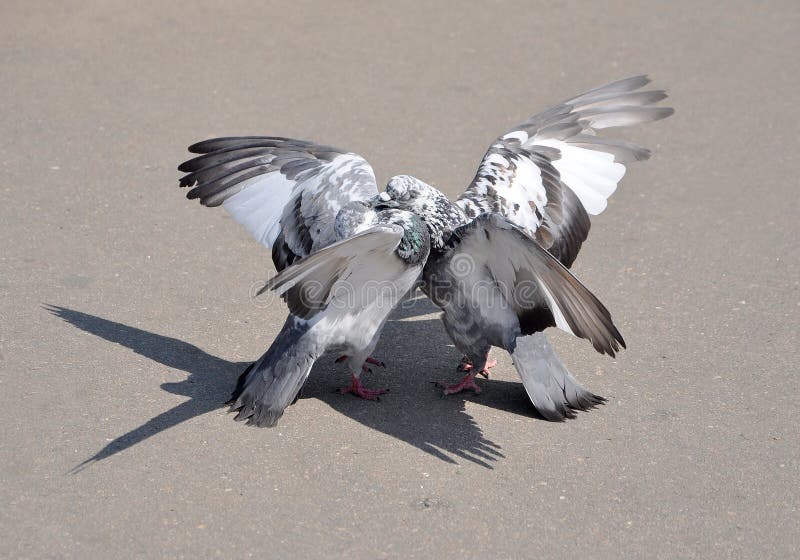 Two doves stock photo. Image of kiss, avian, watching - 34604854