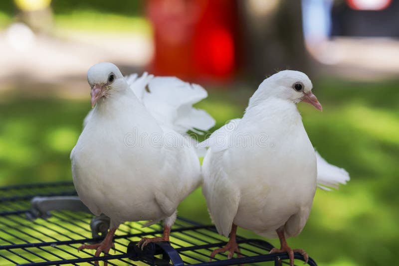 Two Doves of Peace and Love Stock Photo - Image of religion, hand: 94441360