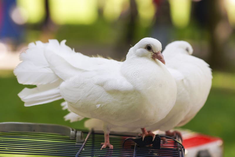 Two Doves of Peace and Love Stock Photo - Image of hope, holy: 94441368