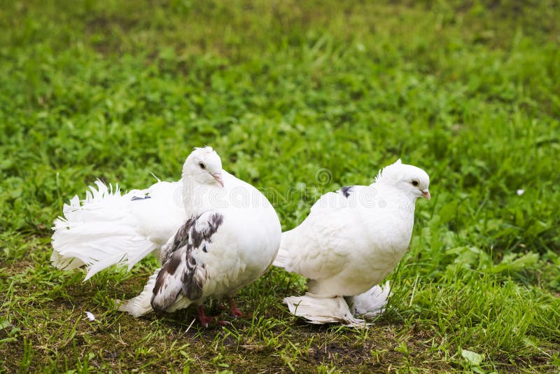 Two Doves of Peace and Love Stock Image - Image of holiday, nature ...