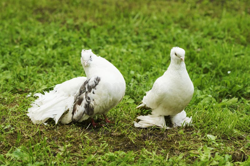 Two Doves of Peace and Love Stock Image - Image of freeflying, holy ...