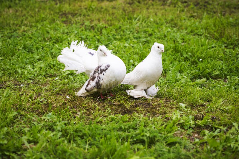 Two Doves of Peace and Love Stock Image - Image of graceful, holy: 94441581
