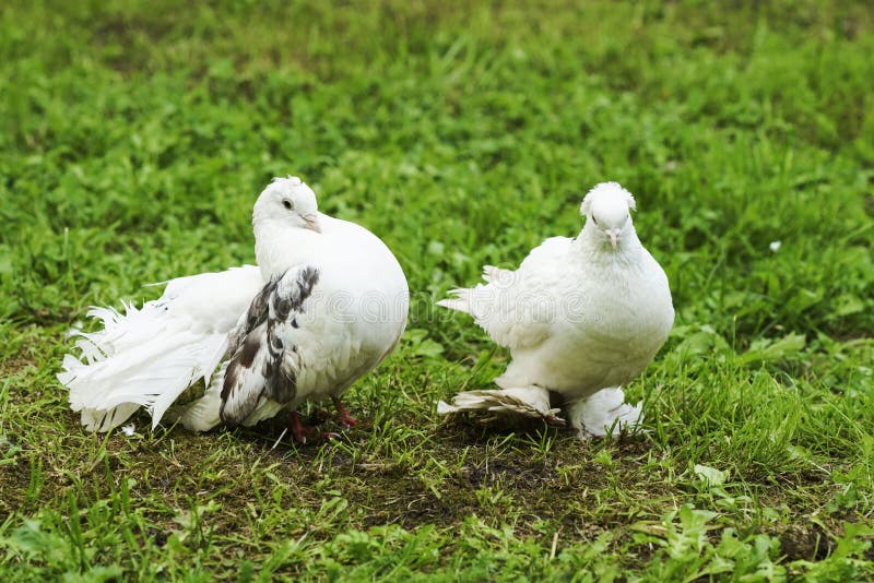 Two Doves of Peace and Love Stock Image - Image of love, peace: 94441645