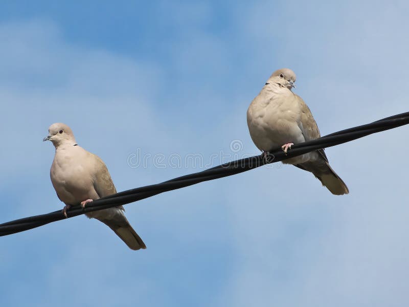 Two Doves Perched on a Wire Under a Clear Blue Sky Stock Image - Image ...