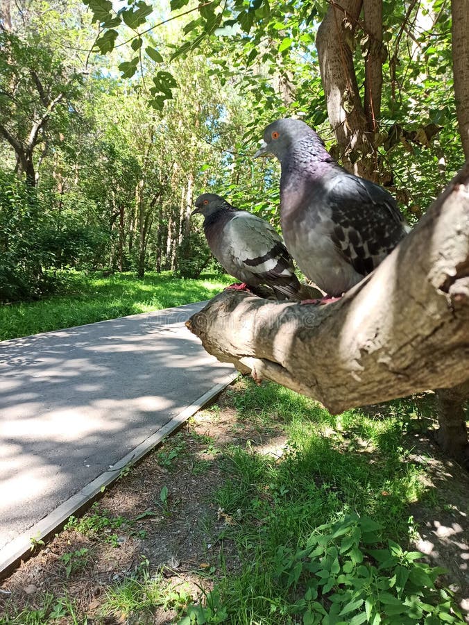 Two doves sit on a tree stock image. Image of bridge - 241036937