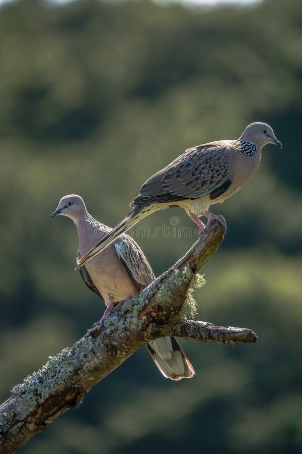 2,581 Two Doves Stock Photos - Free & Royalty-Free Stock Photos from ...