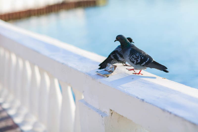 Two Doves Sitting on a Low White Fence in the Background of the Sea ...