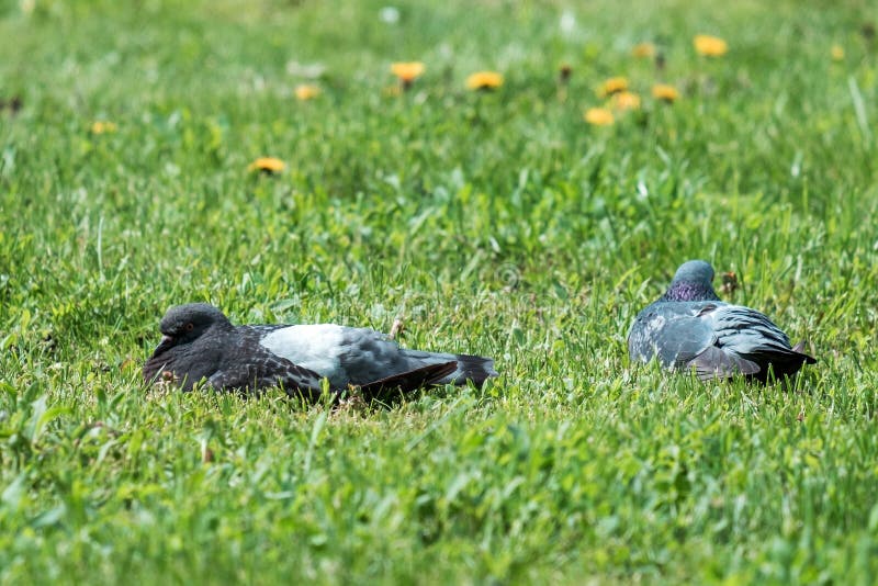 Two Doves Sleep in the Grass on the Field Stock Photo - Image of pair ...