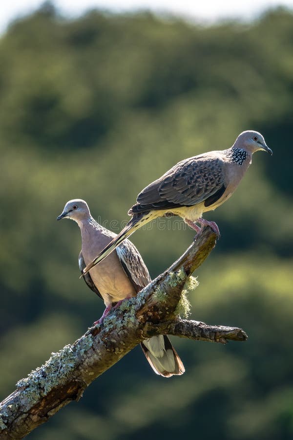 2,581 Two Doves Stock Photos - Free & Royalty-Free Stock Photos from ...