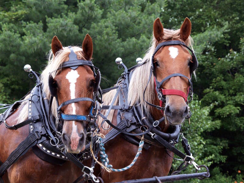 Two draft horses rigged up stock image. Image of posed - 1107415