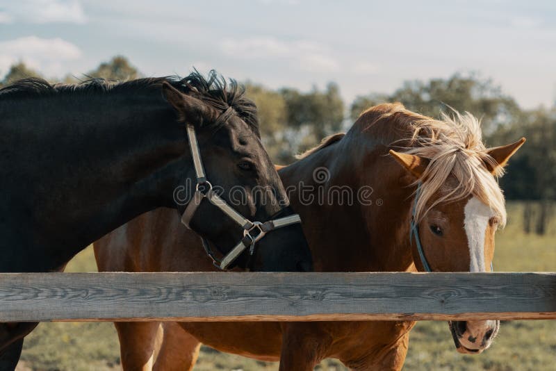Two Draft Mares are Standing in a Fenced Pasture Stock Image - Image of ...