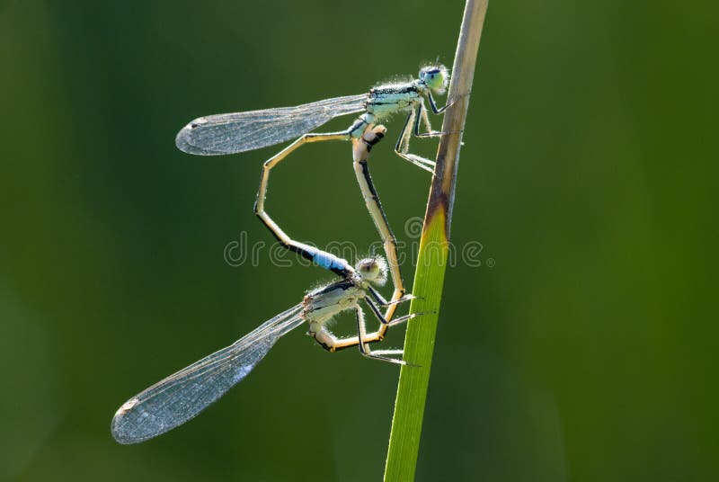 Two dragonflies stock photo. Image of swamp, damselfly - 11546718