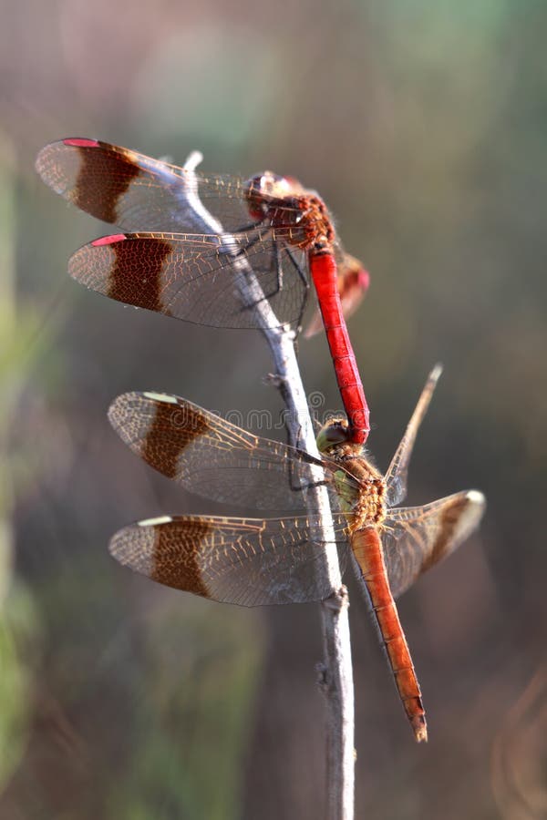 Two dragonflies stock image. Image of insect, stem, odonata - 21101581