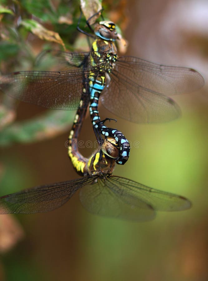 Two dragonflies stock image. Image of mating, wing, macro - 26811517