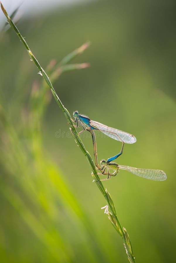Two Dragonflies Making Love on the Grass Stock Image - Image of nature ...