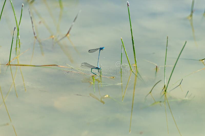 Two Dragonflies Mate in a Pool Stock Photo - Image of calopteryx ...