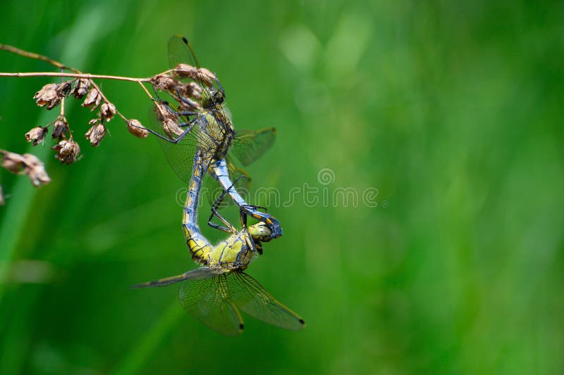 Two Dragonflies Mating Close-up Stock Photo - Image of environment ...