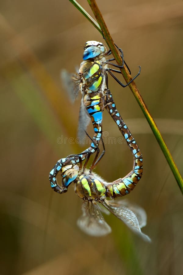 Two dragonflies stock photo. Image of flora, yellow - 210994820