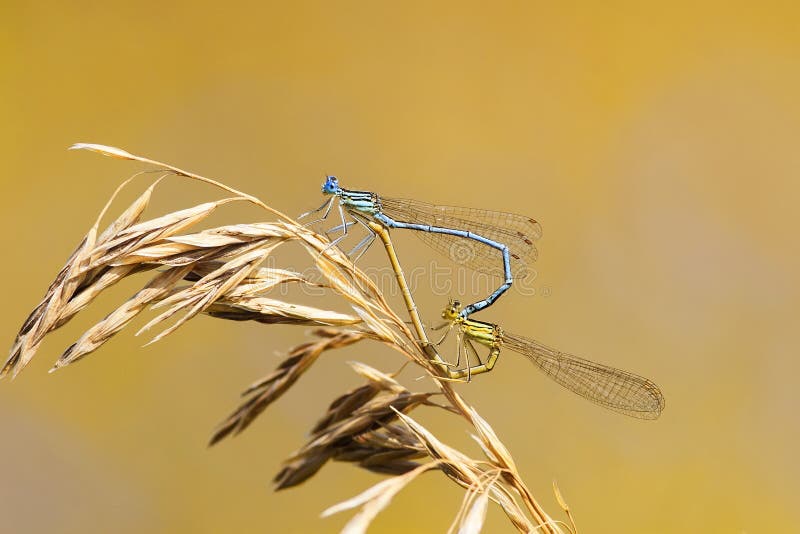 Two Dragonflies Sit Together in the Shape of a Heart on a Summer Meadow ...